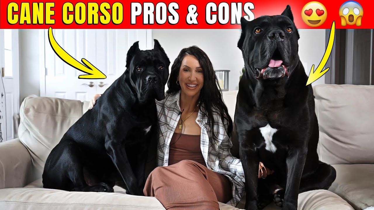 Cane Corso Pros & Cons #dog #canecorso #doglover - YouTube