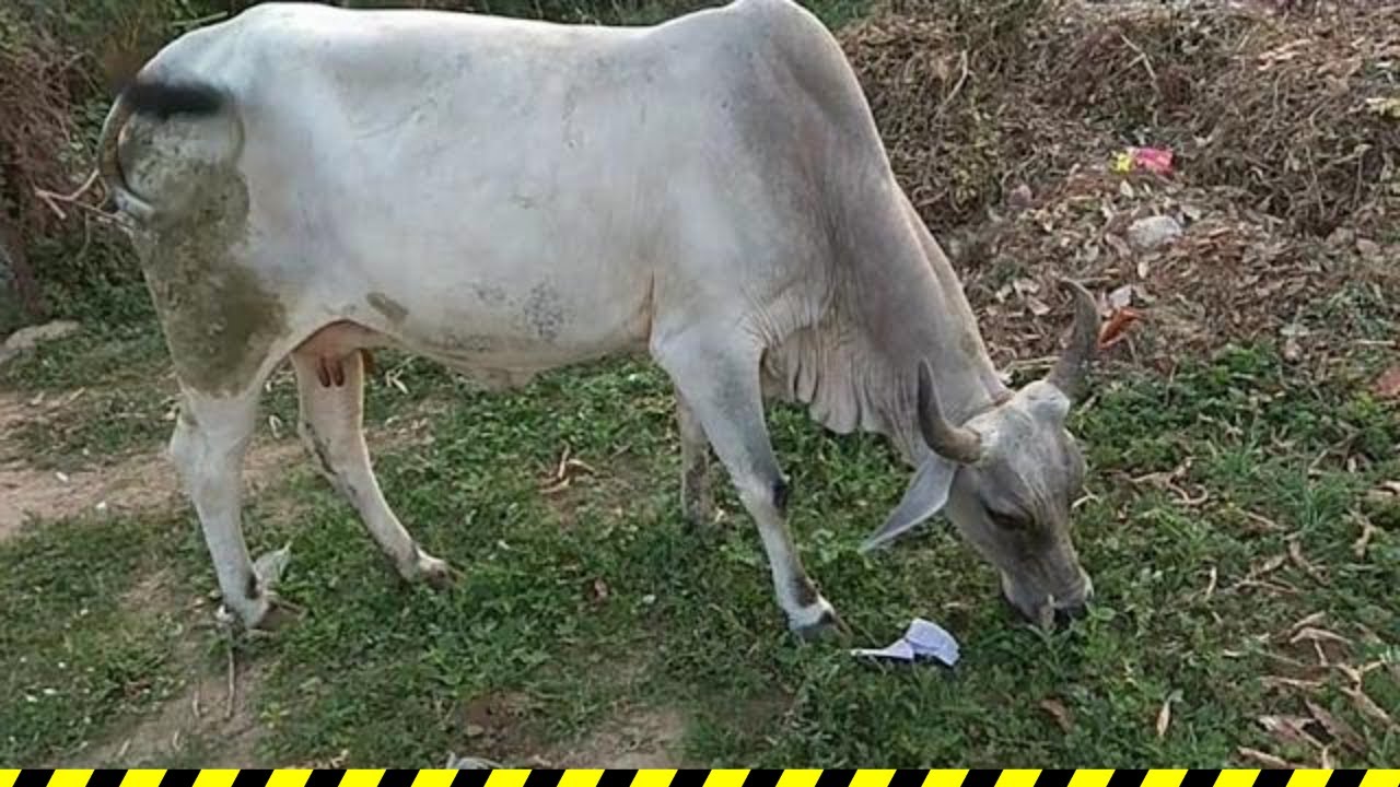 Intelligent cow | Intelligent cow video | Intelligent crows use tools ...