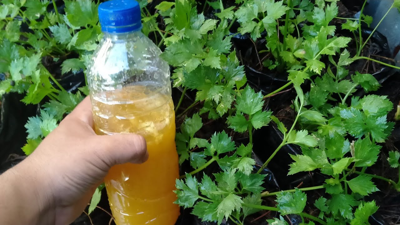 cara membasmi bercak daun kuning pada seledri dengan pestisida alami ...