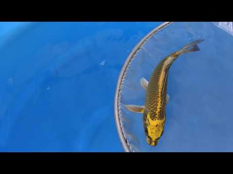 10356 Kin Kabuto Omosako Koi Farm - YouTube