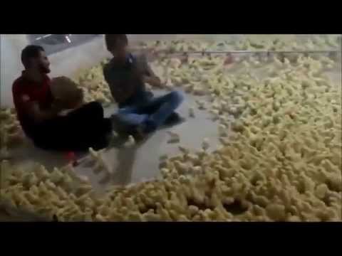 Civcivler Konsere Akın Ediyor :)