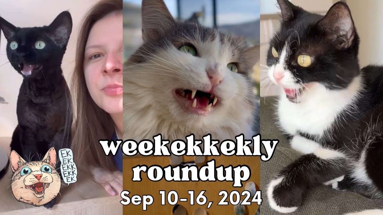 ekekekkekkek compilation - Cats Chirping & Chattering (Weekly Roundup ...
