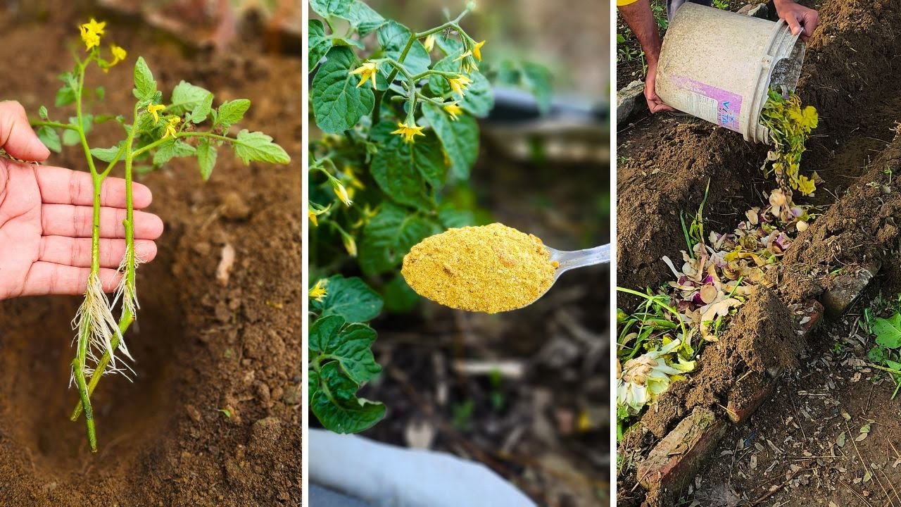 Stop Using Chemicals! These 3 Tricks Will Change Your Garden Forever ...