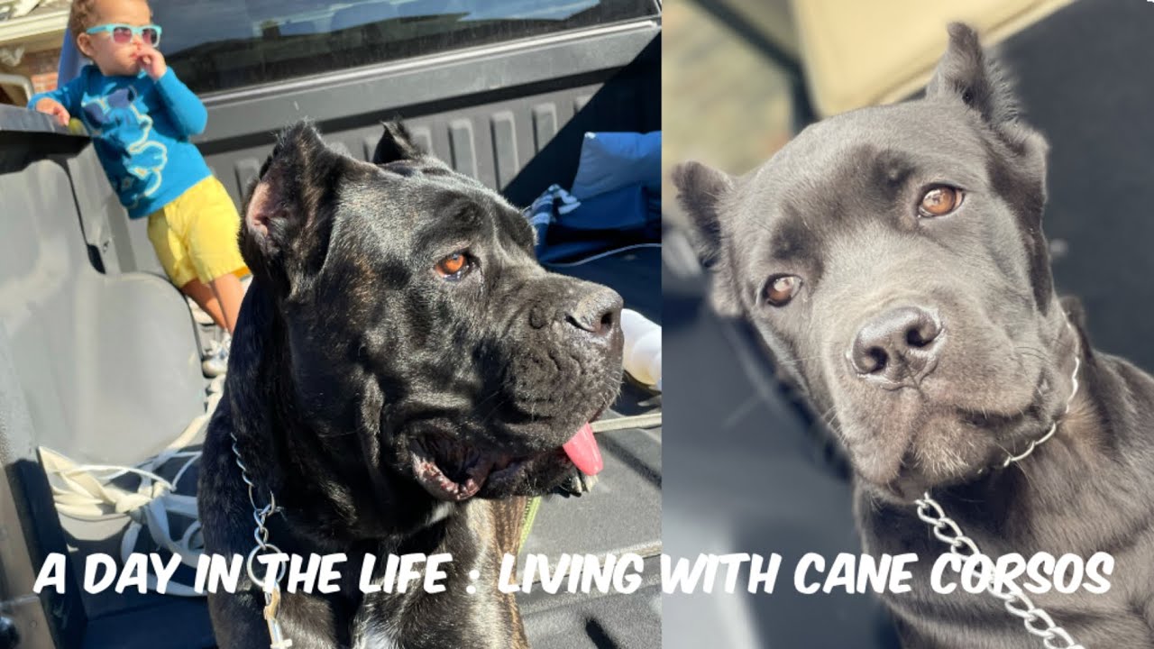 A Day in the Life : Our Daily Routine Living with Cane Corsos - YouTube