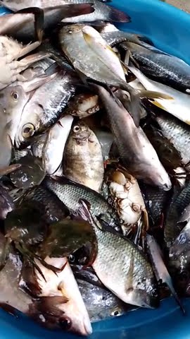 Catching Fish and make Dried Fish (daing) - YouTube