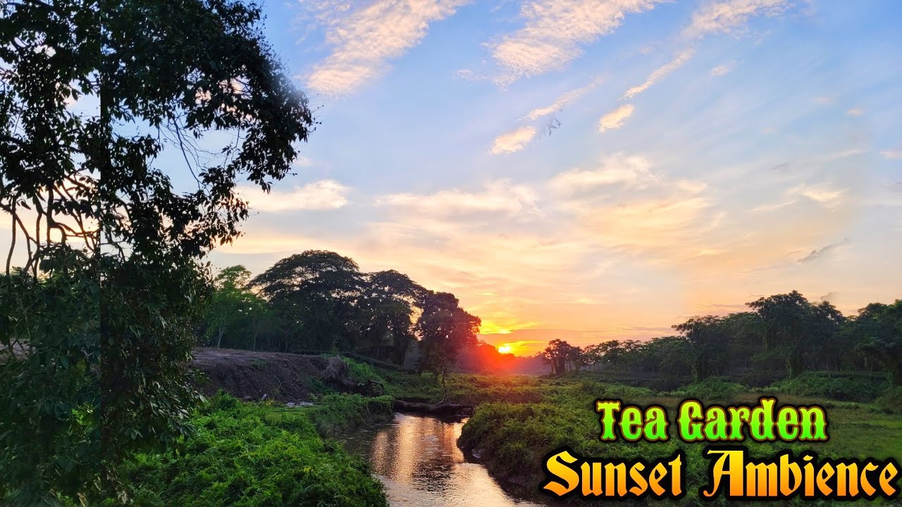 Sunset at tea garden of Dooars | Beautiful Sunset video | Nature's Womb ...
