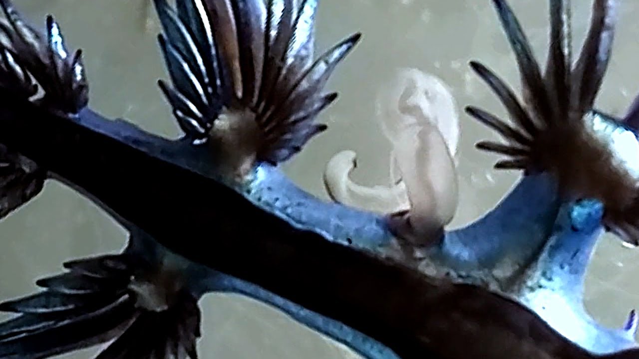 Glaucus Atlanticus, reproductive organ - YouTube