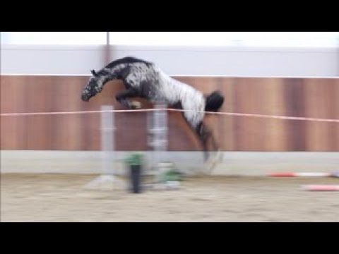 Spotilas by Totilas/Sleipner - Jumping video - YouTube