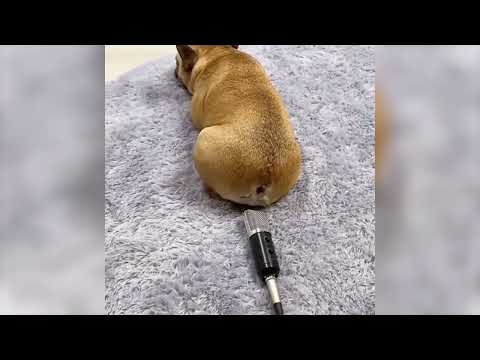 So süß, lustige Hunde furzen, Liebe & weh tun #Shorts