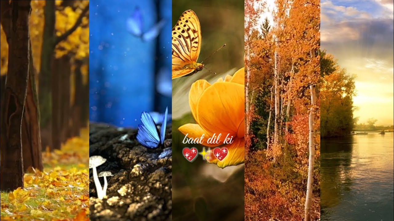 ️Beautiful natural status ️ | 🌼new natural whatsapp status video | 🌺new ...