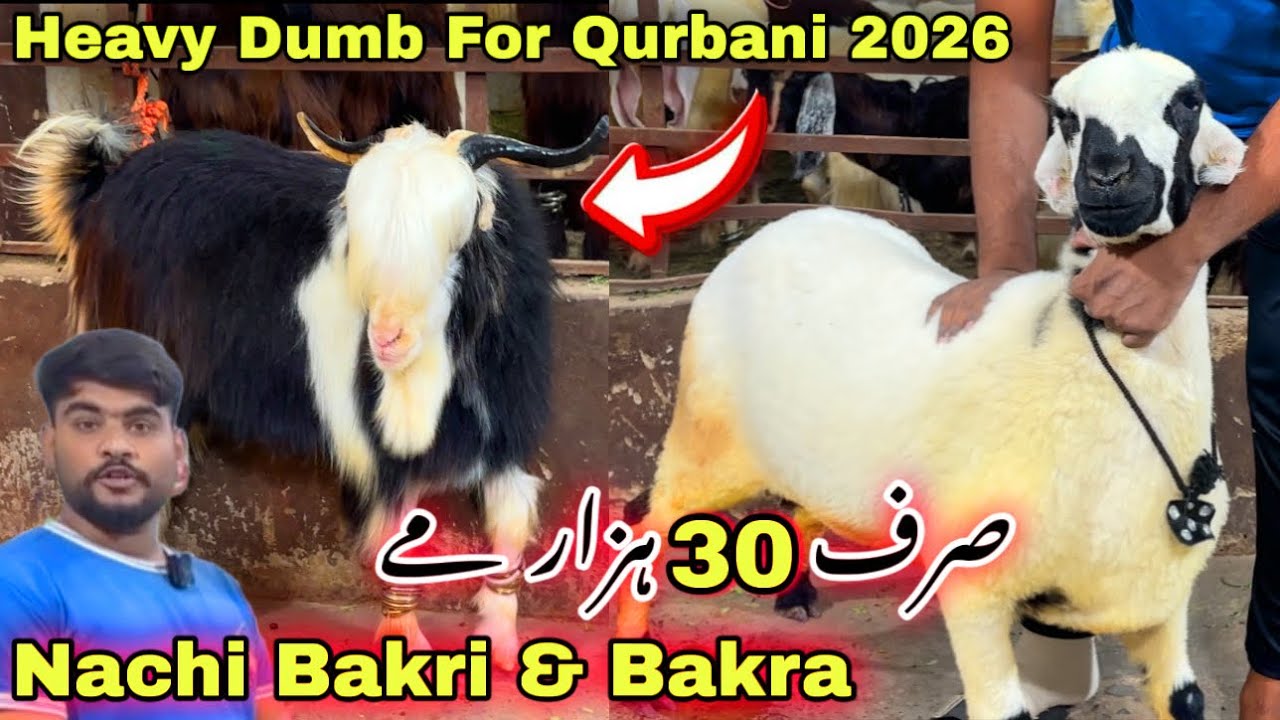 Lalukhet Ka Ghar Me Shoq 😍 | Fancy Bakra & Dumba For Qurbani 2025 ...