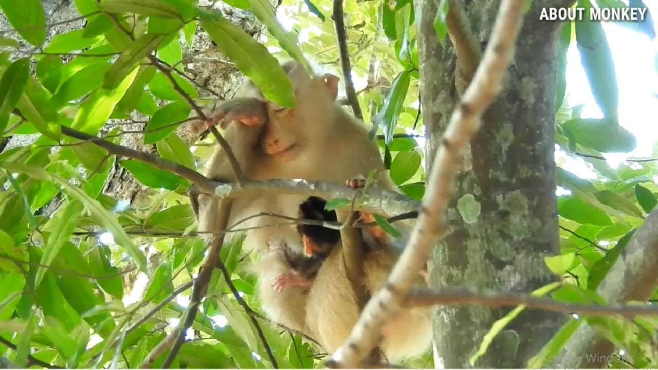 Life Of Mother Not Comfortable Always Take Care,Young Mom Monkey Rose ...