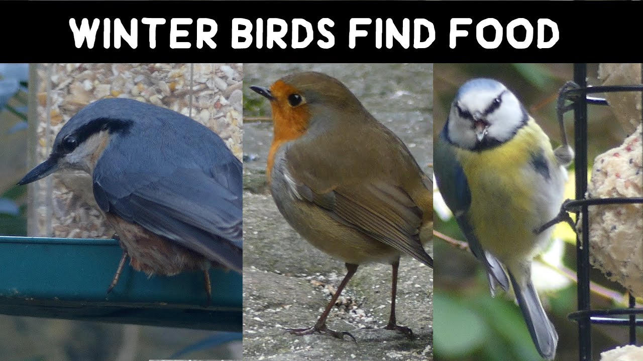 Winter birds find food - YouTube