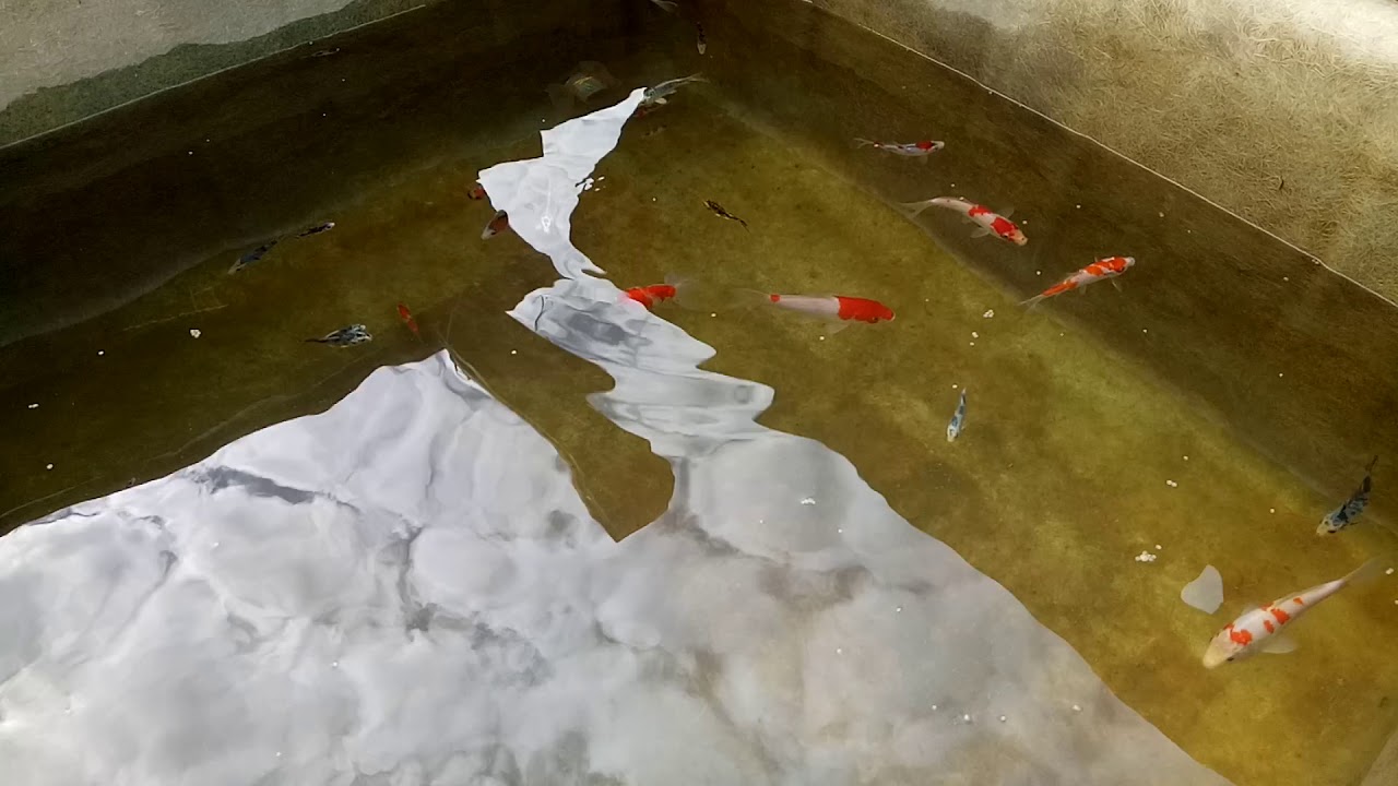Koi fish small tank - YouTube