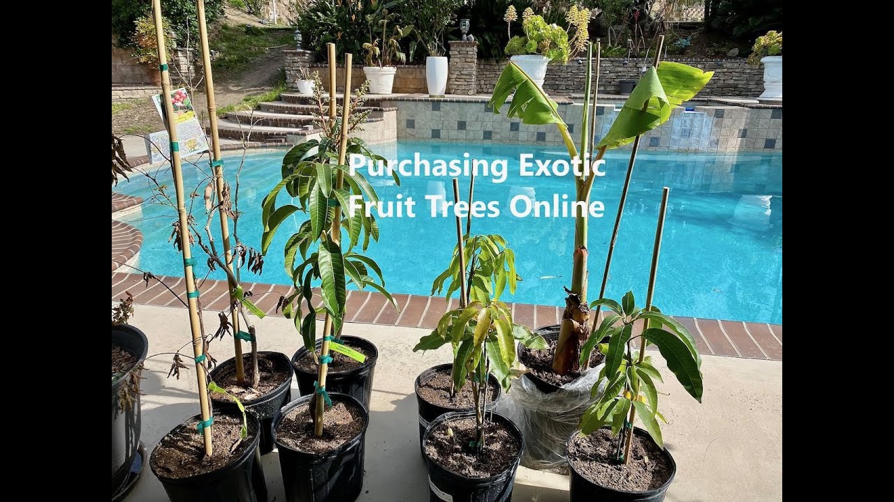 Buying Exotic Fruit Trees Online From Plantogram & Everglades Farms ...