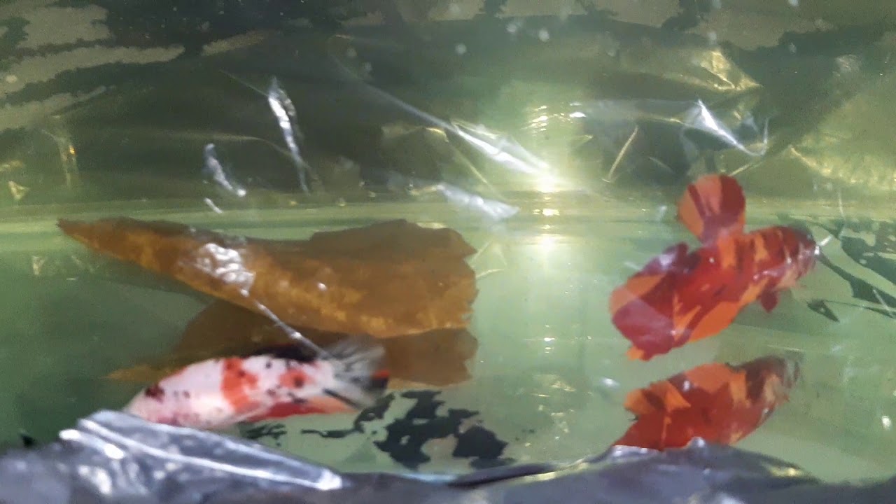 breeding giant stenga hari. - YouTube