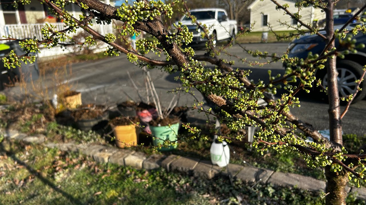 Ruby Sweet Plum tree has tons of bloom! - YouTube