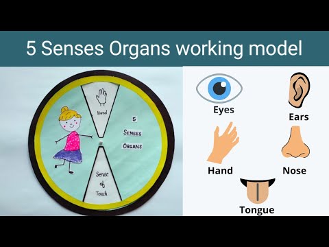 5 sense organs |Human sense organs model |5 sense organs tlm - YouTube