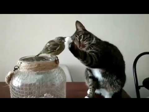 Kedi Dokunamadan sevmek