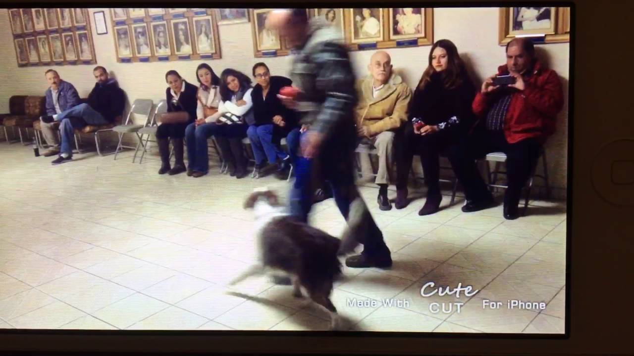 Kaylan border collie Dog Dance - YouTube