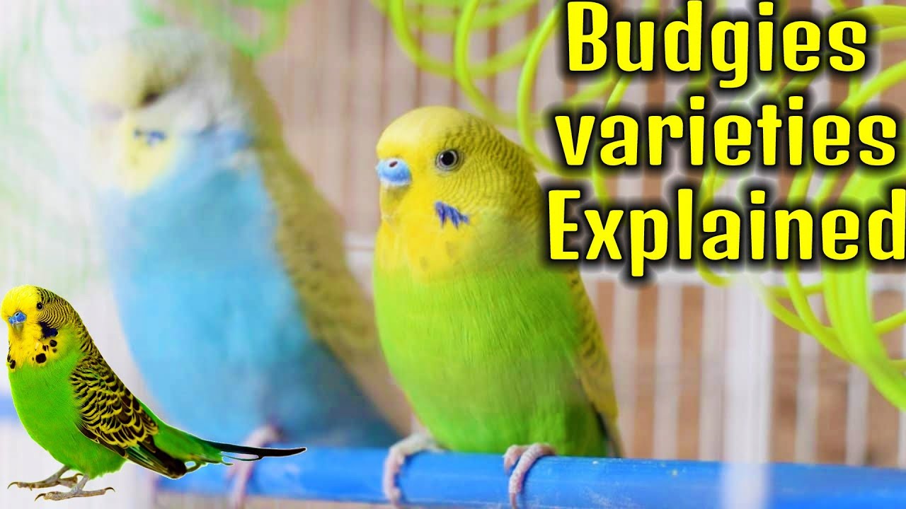 Budgies varieties explained...(Part-2) - YouTube