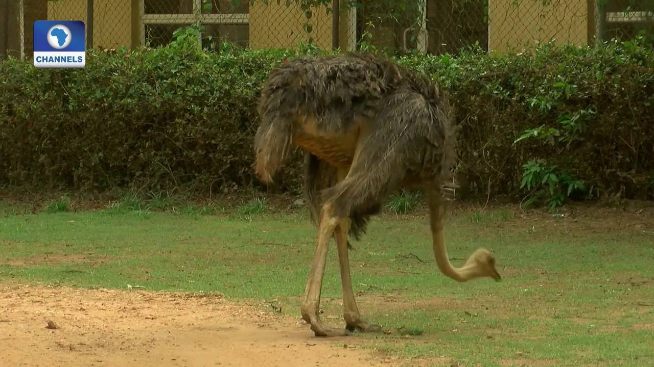 Eyewitness Report: Old Oyo National Park in Focus - YouTube