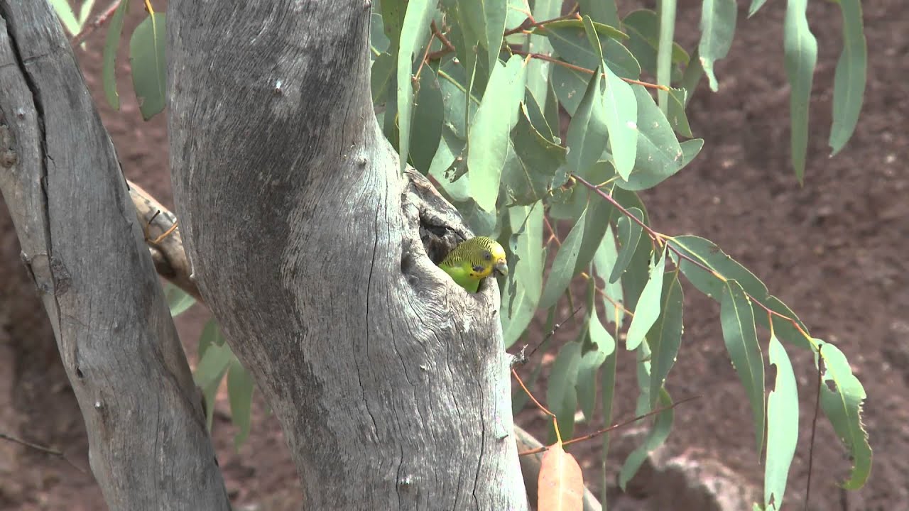 Budgie in its Natural Habitat - YouTube