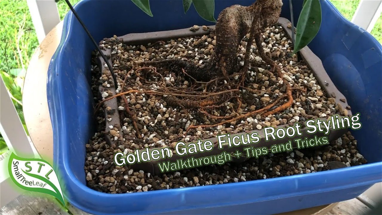 Root Styling: Golden Gate Ficus Bonsai - YouTube