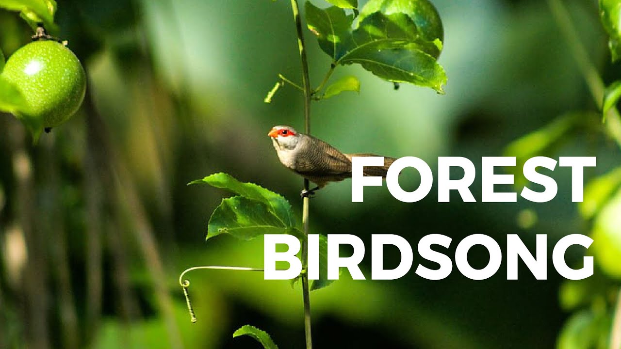 Forest Birdsong - Relaxing Nature Sounds - Relaxing Nature Ambience ...