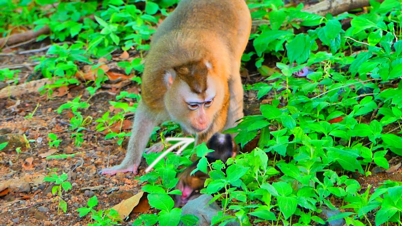 Hey, monkey Sarika What are you whispering to baby monkey Sarika? - YouTube