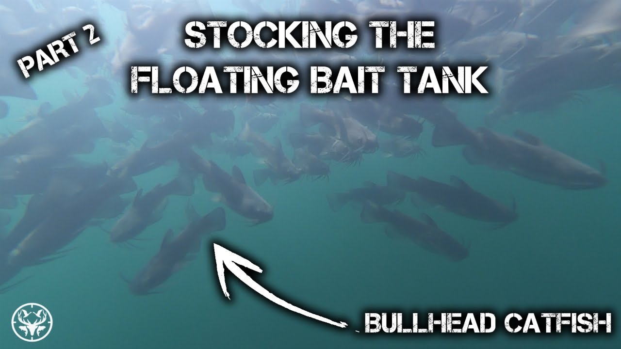Part 2: Stocking the FLOATING Bait Tank with a CAST NET - YouTube