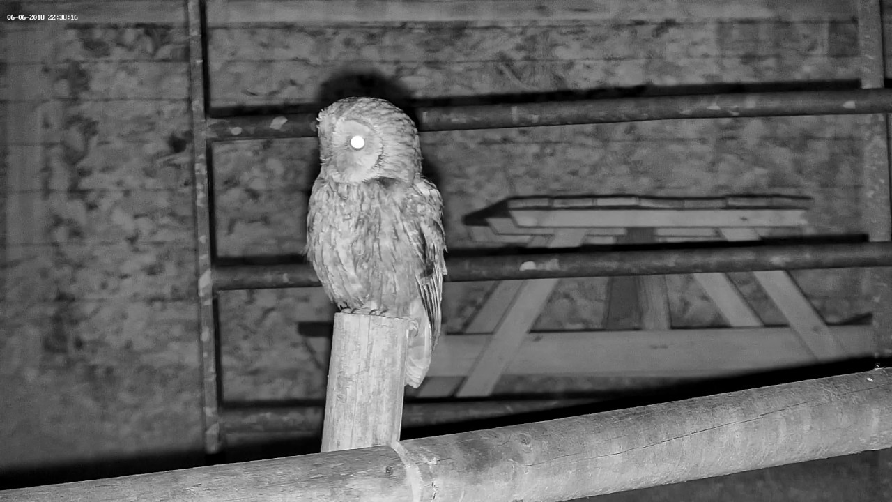 A Tawny Owl drops by - with sounds - YouTube