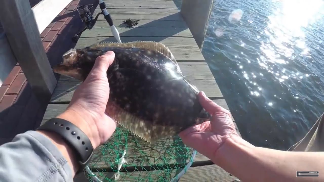 End of Summer Back Harbor Dock Fluke Fishing (Flounder) - YouTube