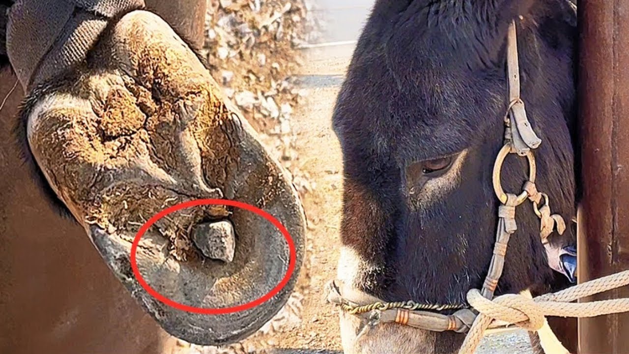 The Donkey's Hooves Are Curled Into Sharp Corners And Can Be Trimmed ...