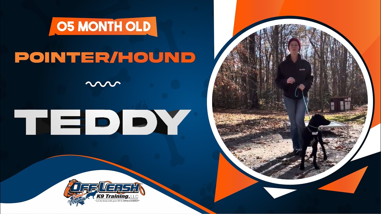 Teddy | 5 M.O. Pointer/Hound | best dog trainers | Virginia - YouTube