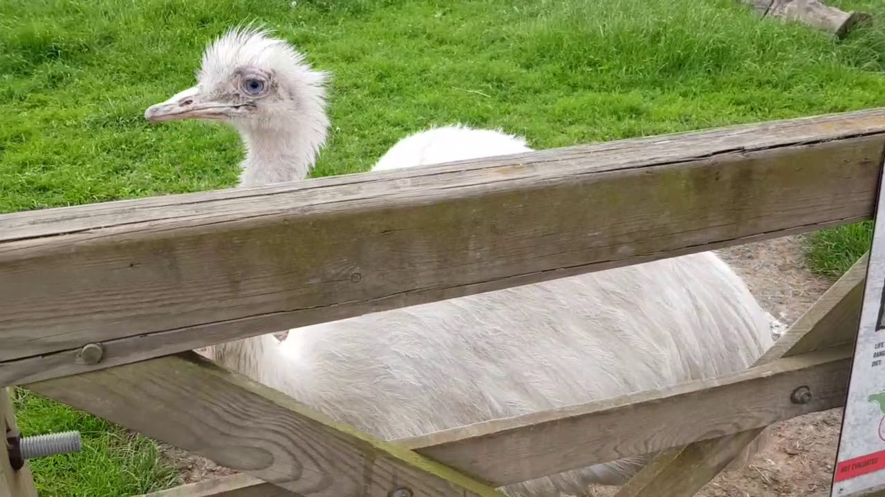 VISIT TO: Jimmy's Farm & Wildlife Park, Ipswich, Suffolk - YouTube