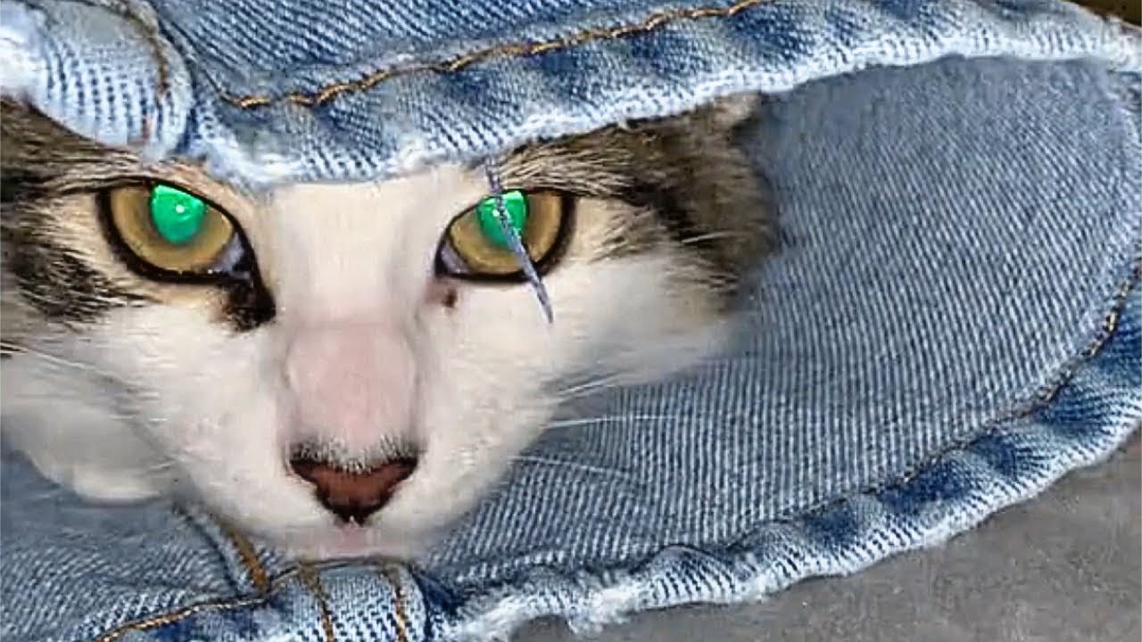 Strange Meme Compilation Part 3 - YouTube