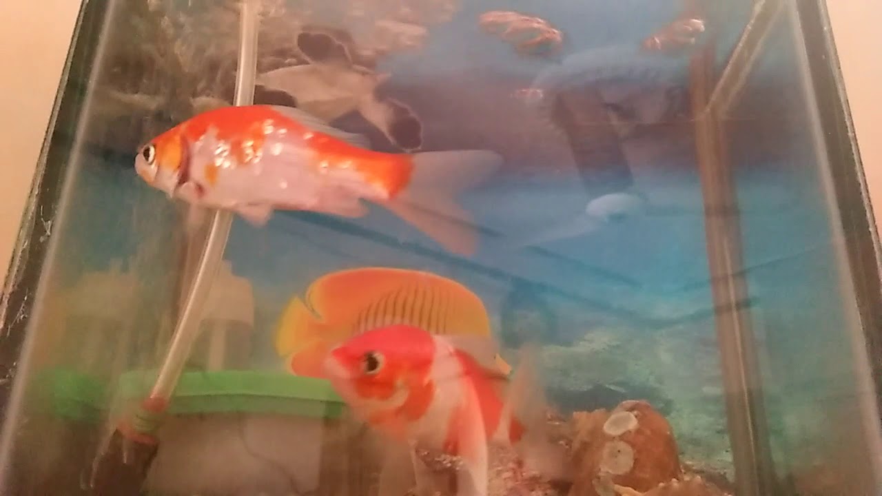 shipper king fish and mini turtle - YouTube