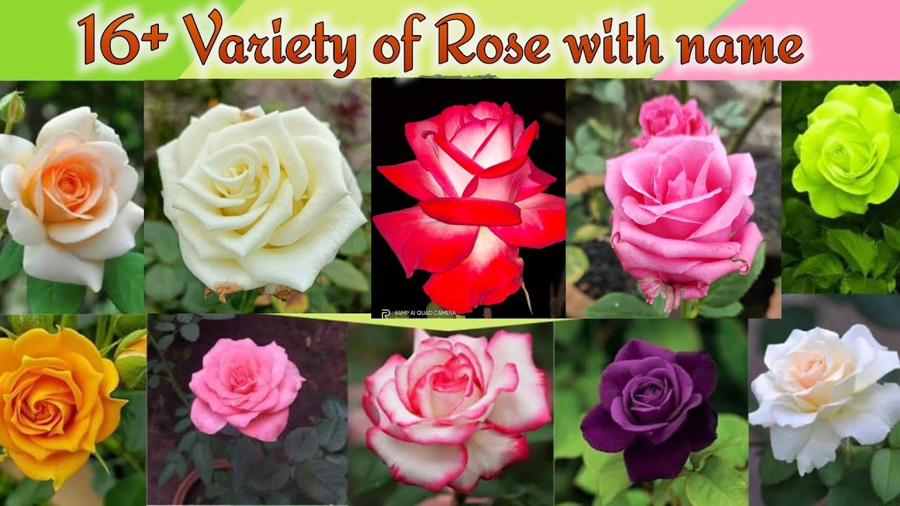 Top 16 Rose variety with name Id - YouTube