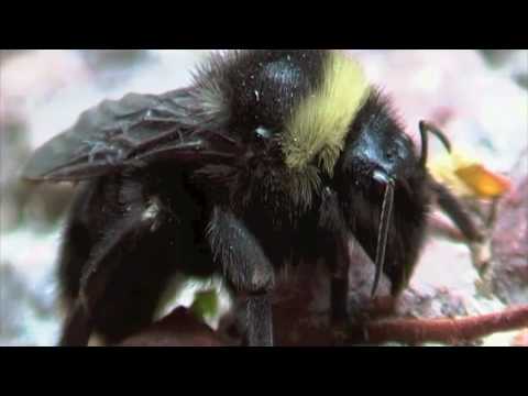 Samsung SMX-F30 macro test - YouTube