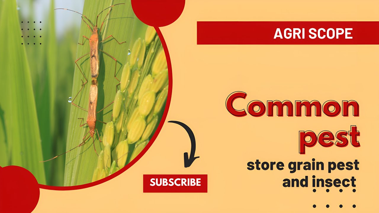 स्टोर अनाज कीट और कीड़ा क्या है / store grain pest insect / sitophilus ...