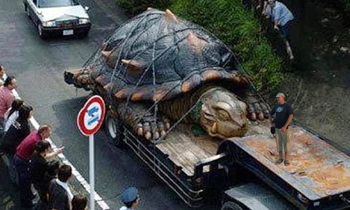 Größten Tiere der Welt - YouTube