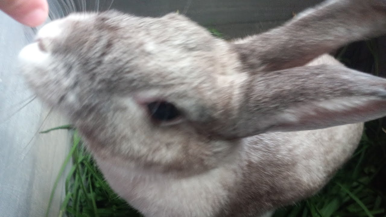 rabbit cleaning - YouTube