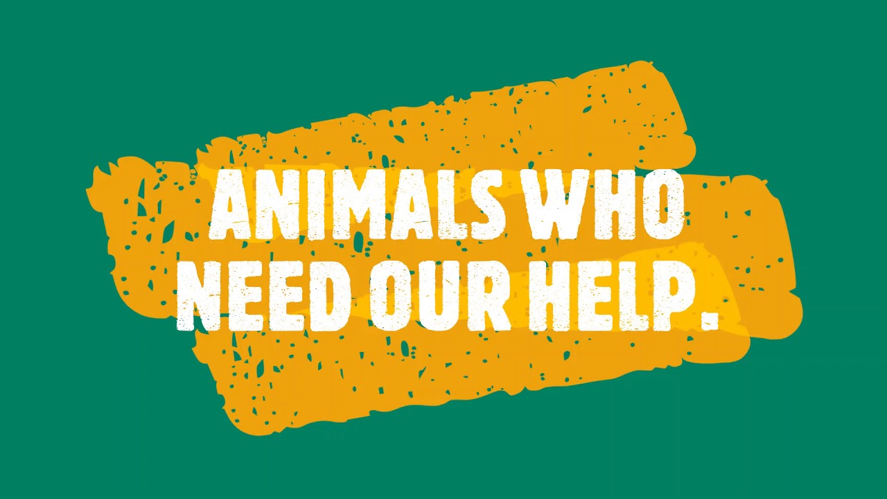 ANIMALS NEED OUR HELP! !!!!! - YouTube