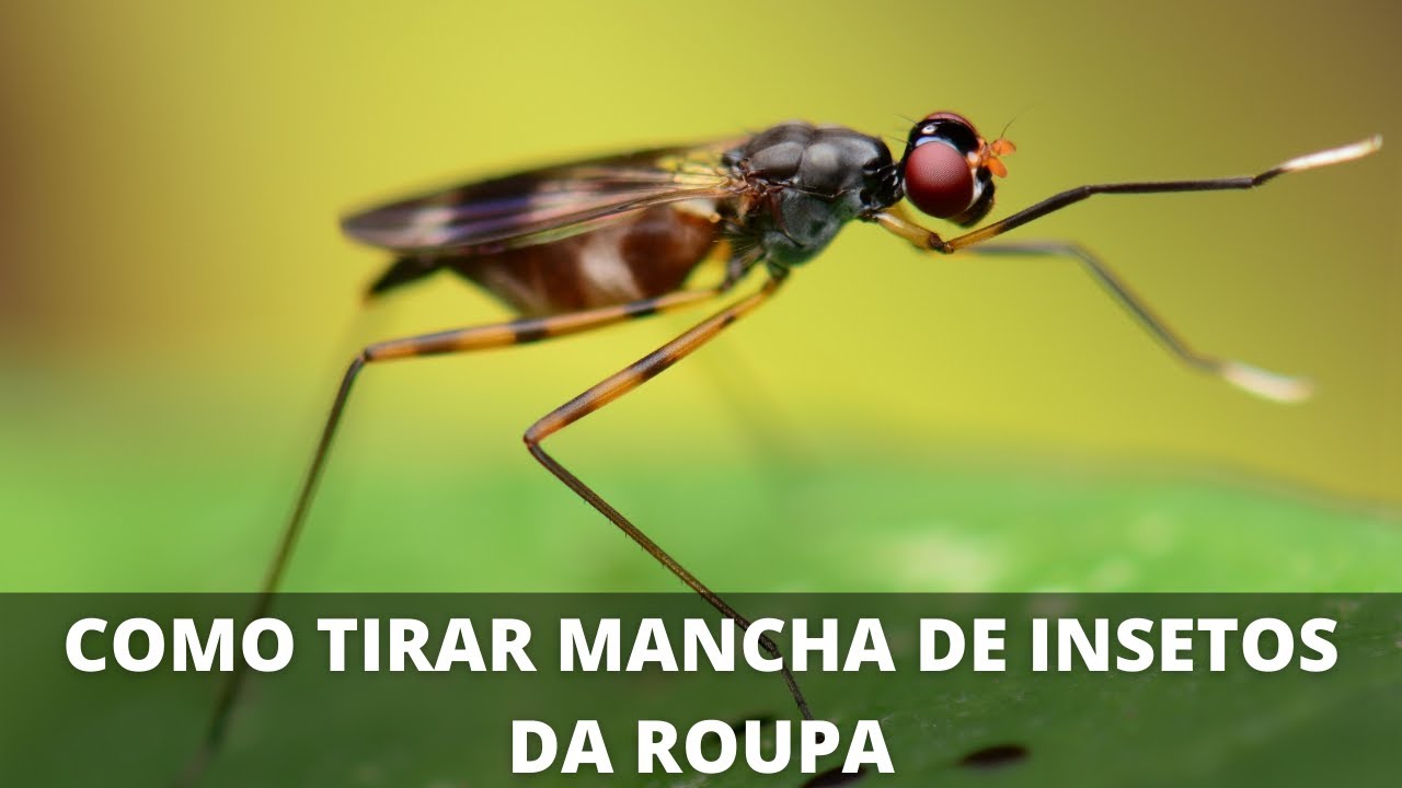 Como tirar mancha de insetos da roupa - YouTube