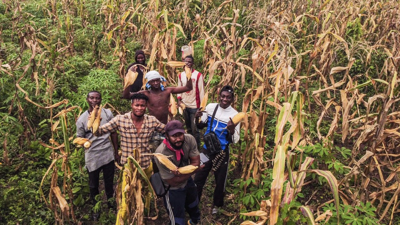 Bad Management In Farming - Harvesting Corn On 3 Acres Of Land With My ...