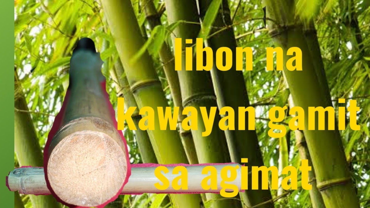 libon na kawayan gamit sa agimat - YouTube