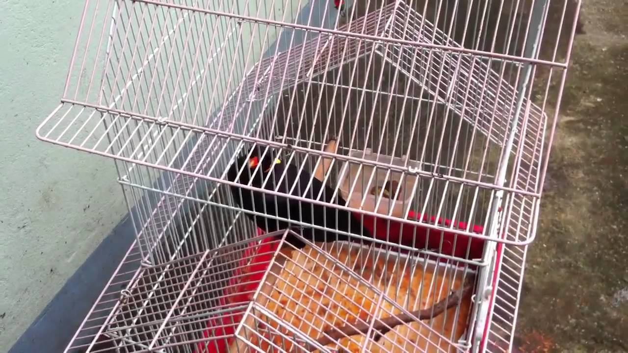 Talking Minor Bird - YouTube