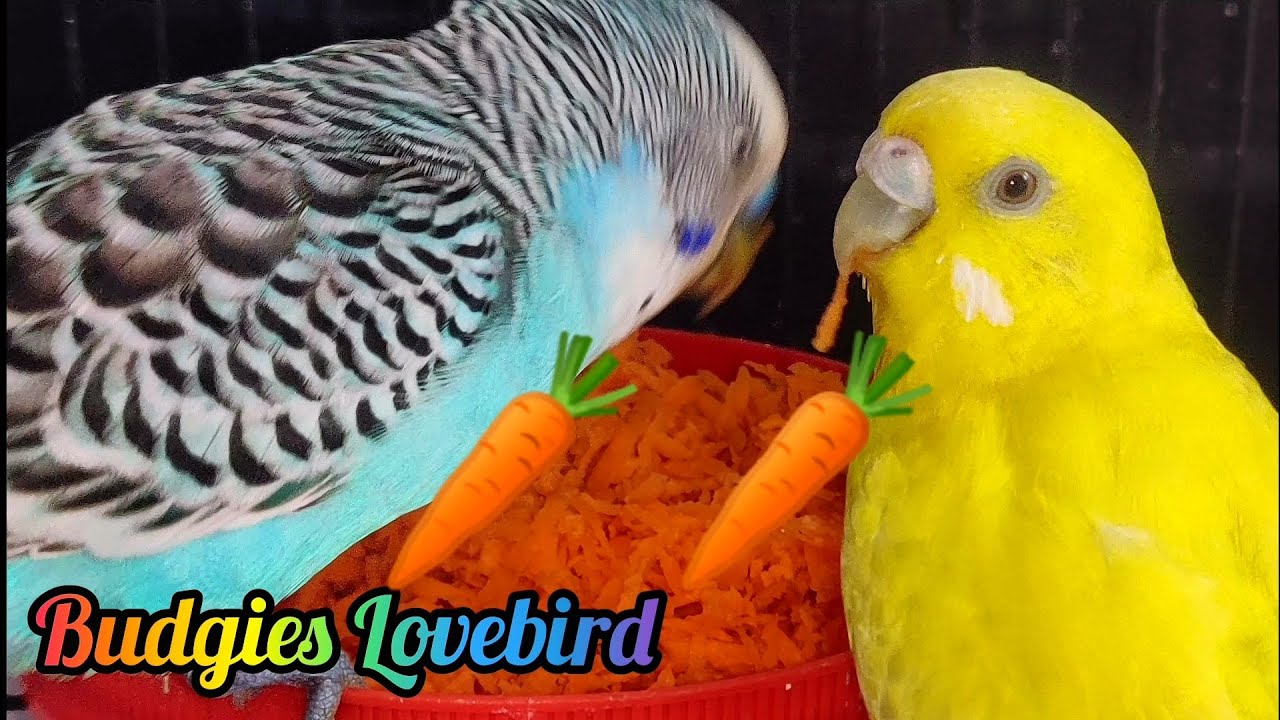 Budgies Lovebird 🥰 Birds Eating Carrot 🥕 Budgies Like Carrot 😋Birds ...