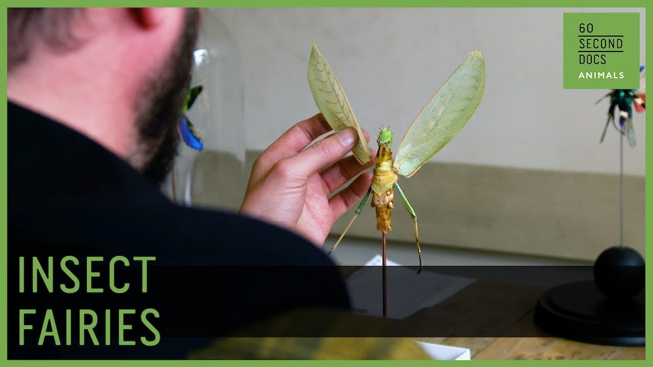 The Artist Crafting Fairies From Dead Insects // 60 Second Docs - YouTube